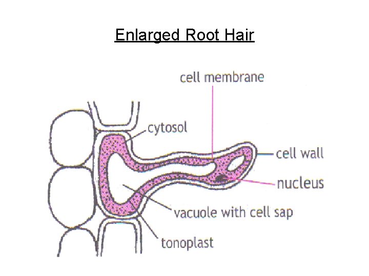 SUPPORT AND TRANSPORT IN PLANTS ANATOMY OF DICOT