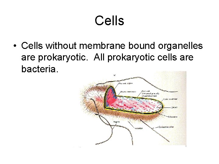 Biology Review There are two basic kinds of