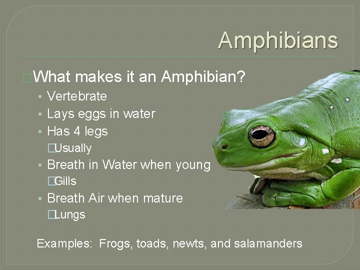 Vertebrates A Review Can you Name the 5