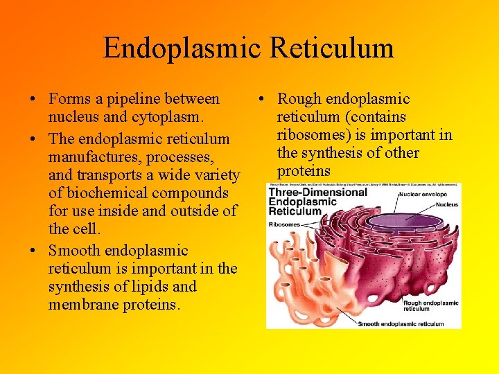 The Functions of the Organelles in an Animal