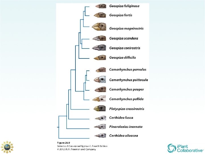 Genetics and Evolutionary Biology What are the major