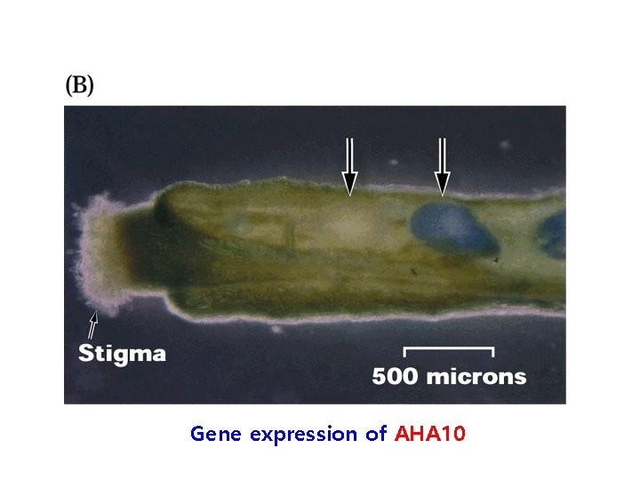 Chapter 3 Membrane Transport 3 1 Overview of