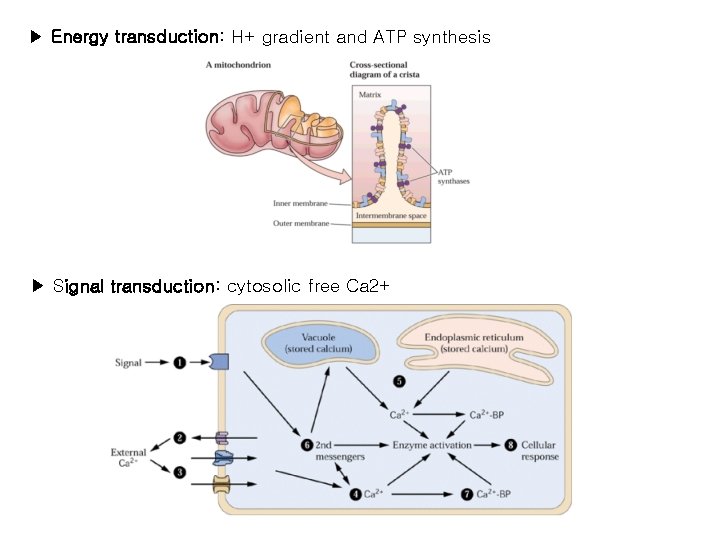 Chapter 3 Membrane Transport 3 1 Overview of