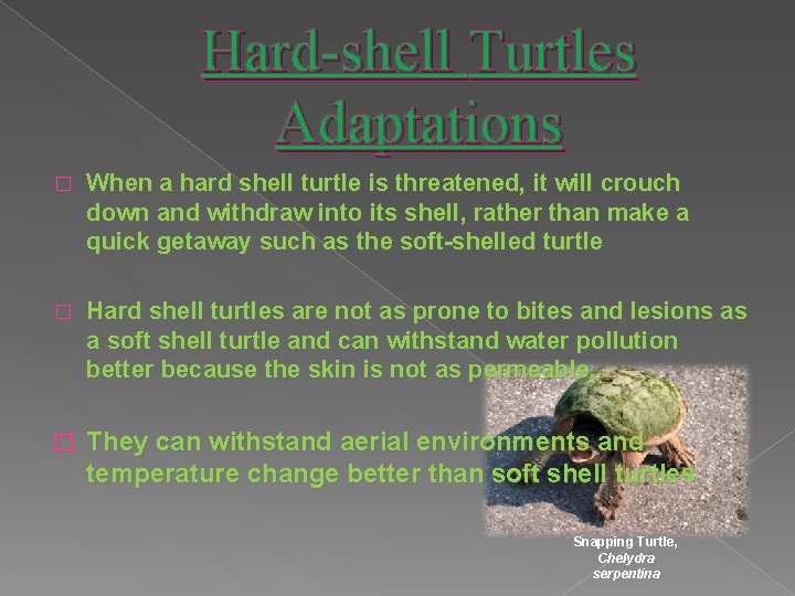 Eastern Box Turtles Terrapene c carolina Close up