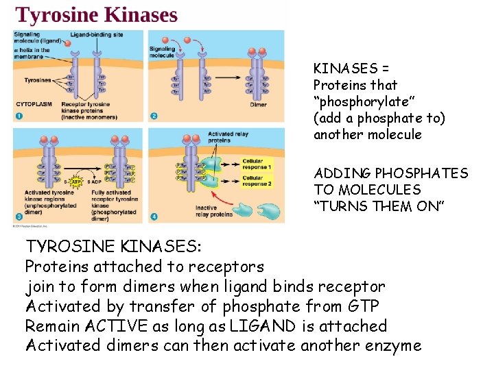 CELL SIGNALING Modified from a PREZI by David