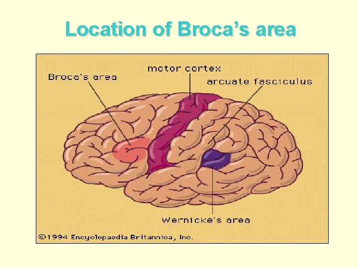 The History of Modern European Psychology By Veronica