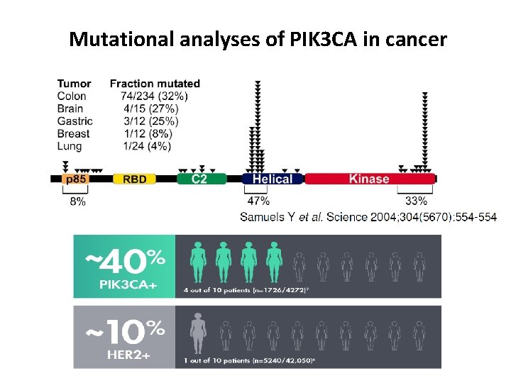 New drugs in clinical trials targeting breast cancer