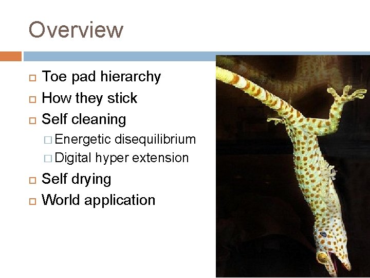 THE UNIQUE CHARACTERISTICS OF GECKO TOES Jenna Lewis