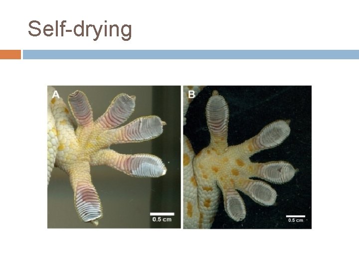 THE UNIQUE CHARACTERISTICS OF GECKO TOES Jenna Lewis