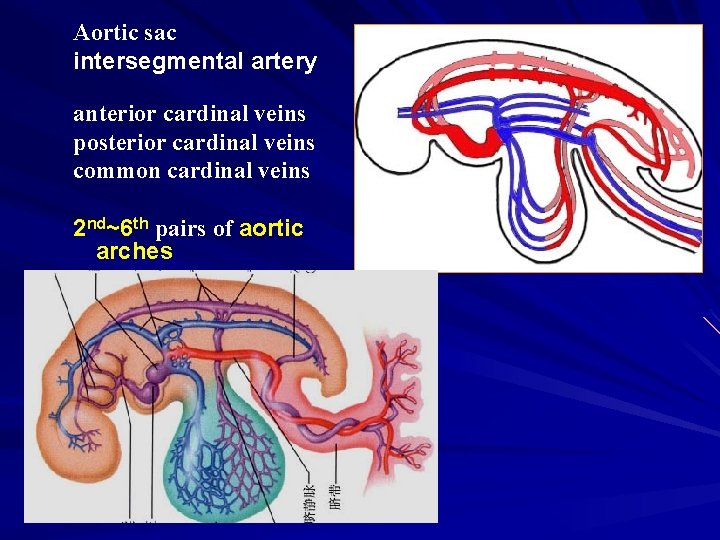 Chapter 26 Development of cardiovascular system Establishment of