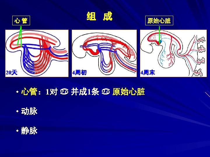 Chapter 26 Development of cardiovascular system Establishment of