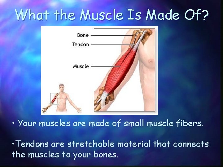 The Amazing Muscular System Introduction Your muscular system