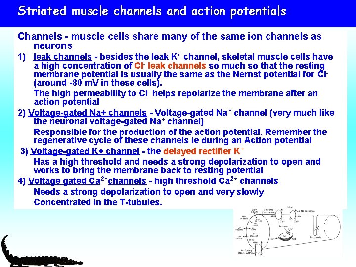 Muscles general information Vertebrates and many invertebrates have