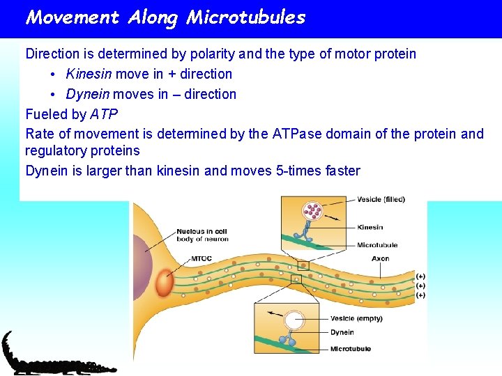 Muscles general information Vertebrates and many invertebrates have