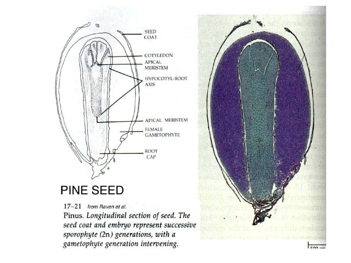 The Evolution of Seed Plants Feb 18 and