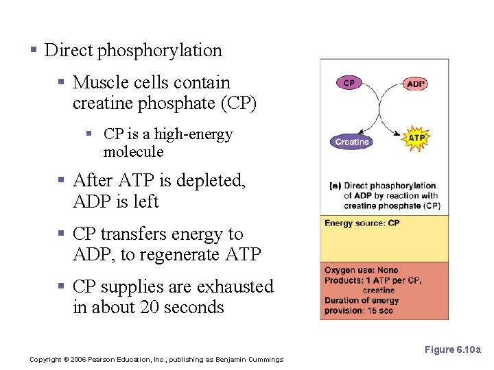 6 The Muscular System PART B Power Point