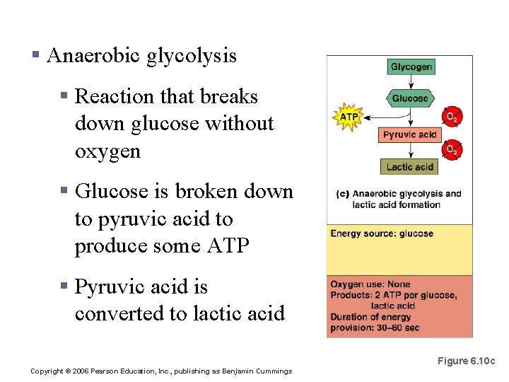 6 The Muscular System PART B Power Point