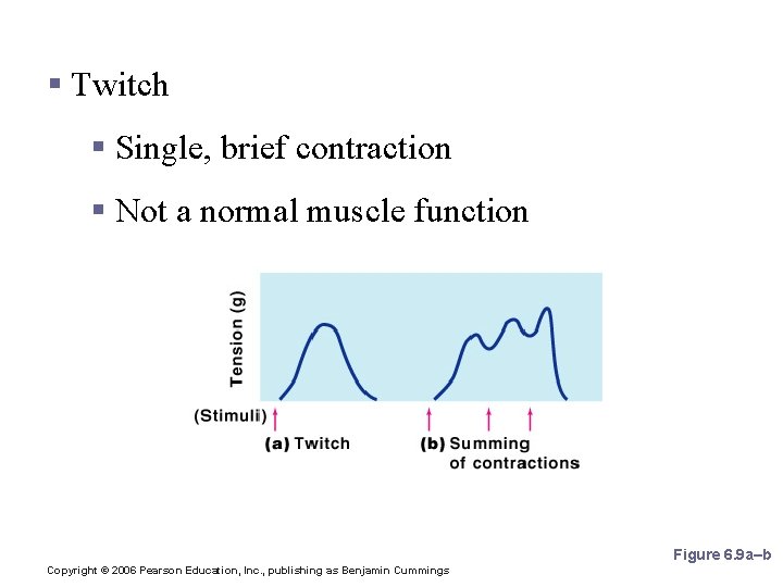 6 The Muscular System PART B Power Point