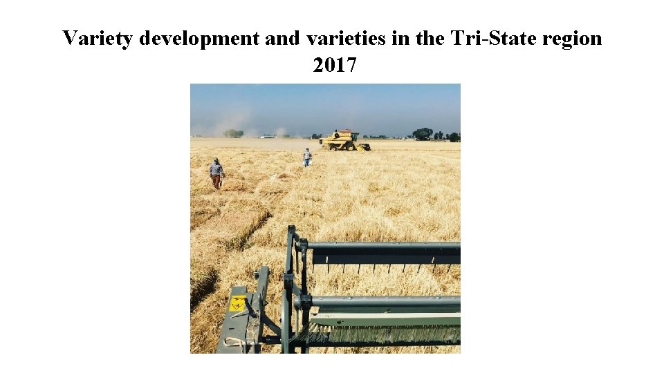 Variety development and varieties in the TriState region