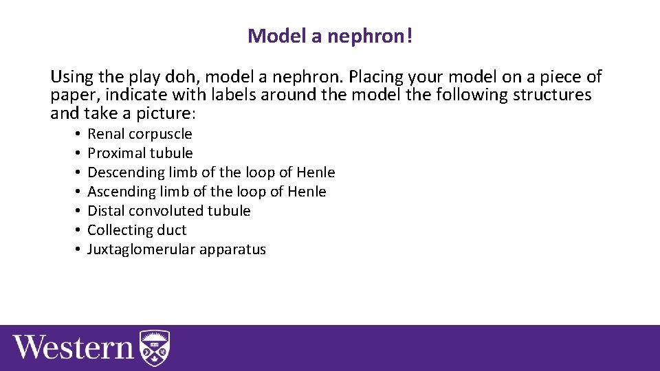 Tutorial 13 Sections 009010 TA Greydon Gilmore Physiology
