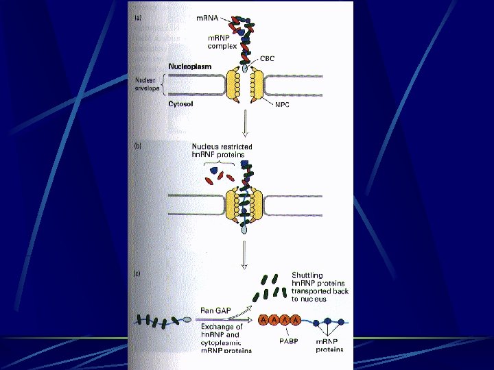 The Human Tap Nuclear RNA Factor Contains a