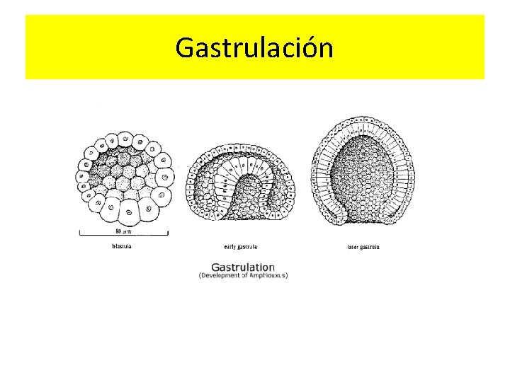 Conceptos bsicos de desarrollo embrionario animal Principales sucesos