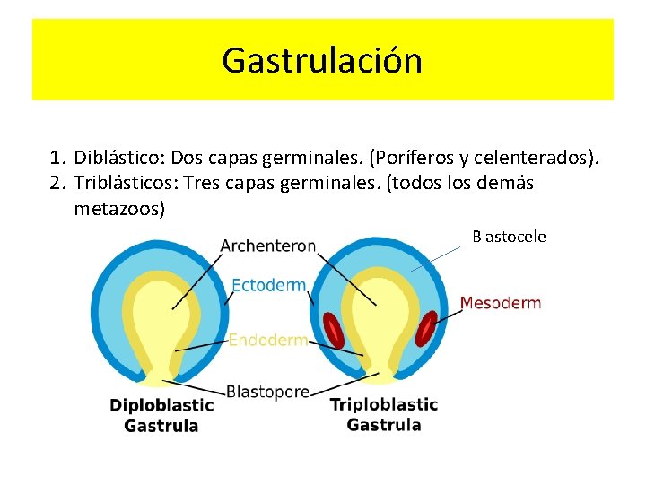 Conceptos bsicos de desarrollo embrionario animal Principales sucesos