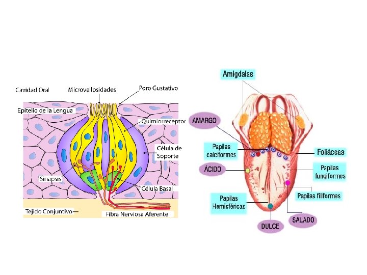 Quimiorreceptores Los quimiorreceptores estn contenidos en neuronas ...