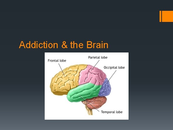 ATOD Review Addiction the Brain Terms Frontal Lobe
