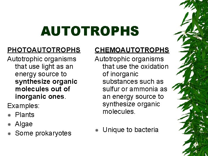 PHOTOSYNTHESIS AUTOTROPHS PHOTOAUTOTROPHS Autotrophic organisms that ...