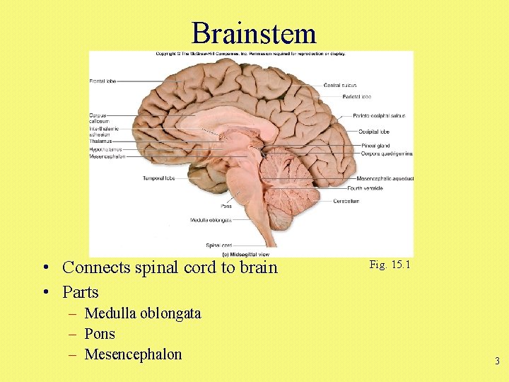 Lecture 13 Nervous System II Brain 1 Brain