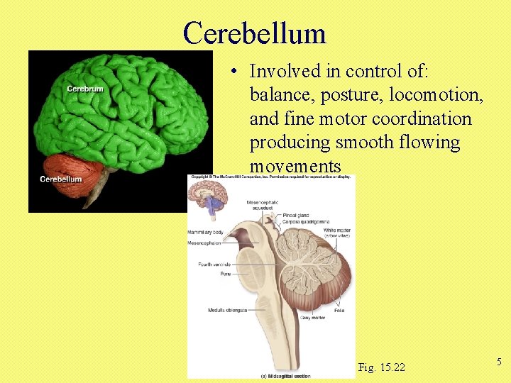 Lecture 13 Nervous System II Brain 1 Brain