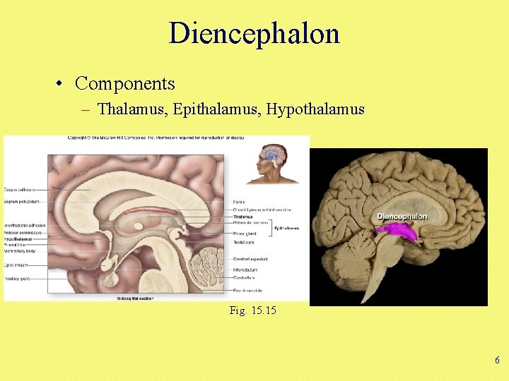 Lecture 13 Nervous System II Brain 1 Brain