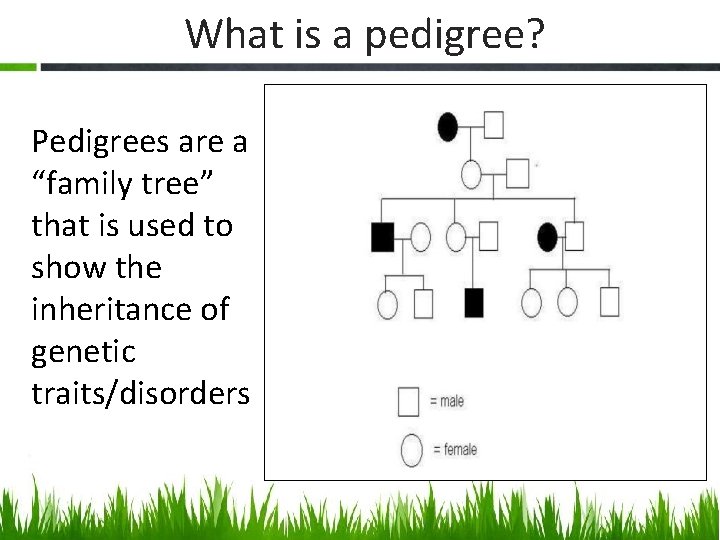 Mrs Stewart Biology Pedigree Charts Objectives Can create