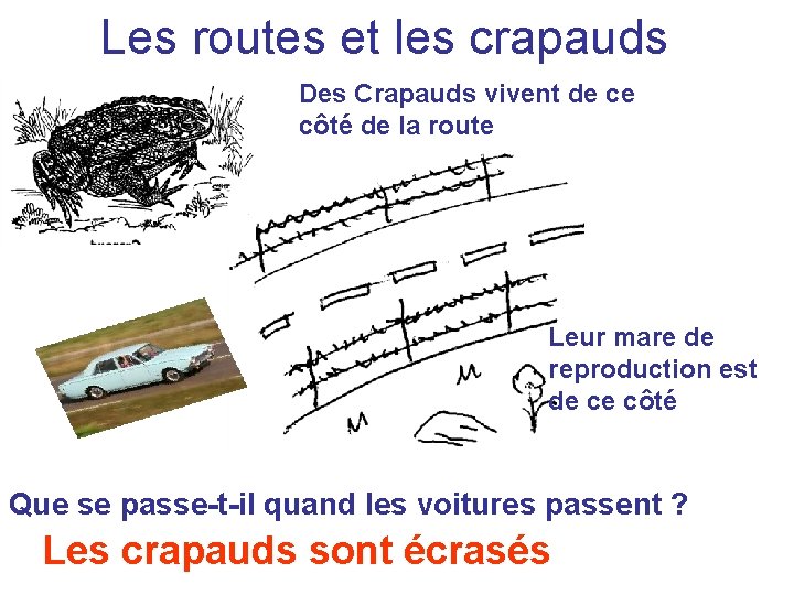Activit 4 Route et populations animales Exemple Routes