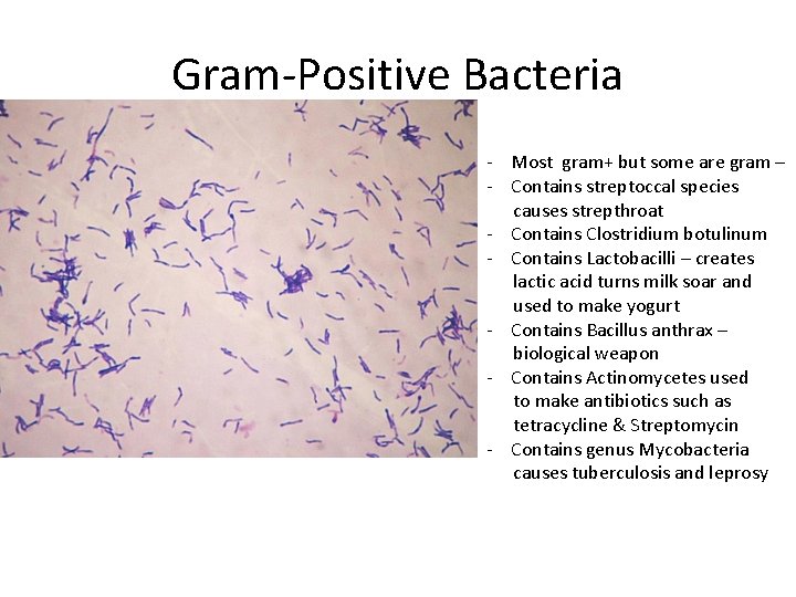 Bacteria Phyla Proteobacteria Largest and most diverse phylum
