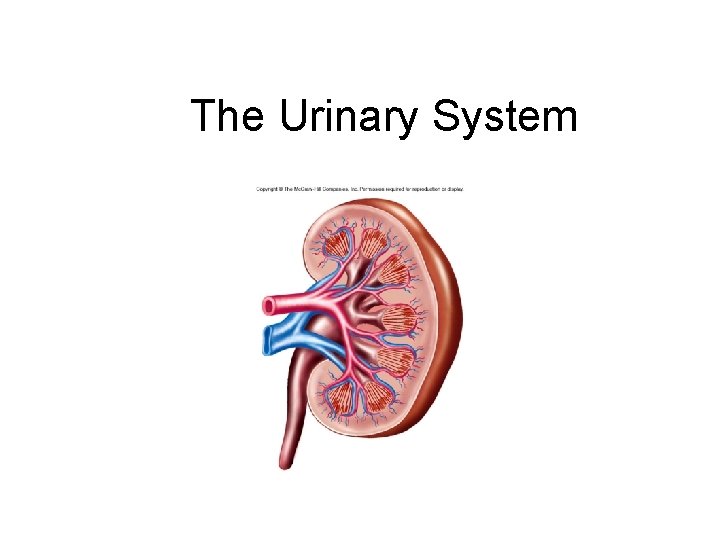 The Urinary System Organs of the Urinary system