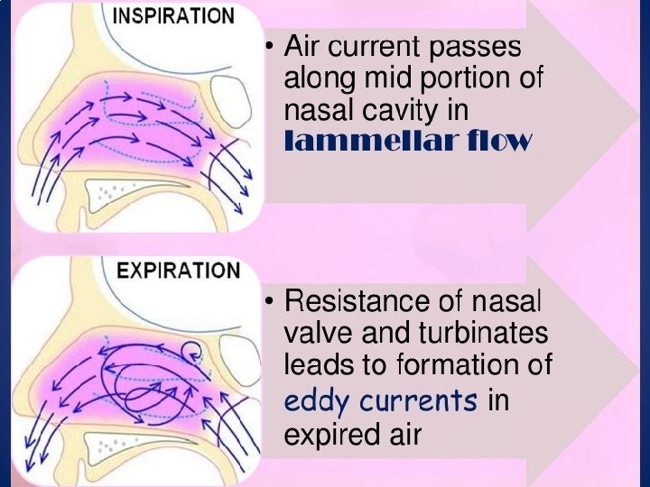 Nasal turbinates Acta Otolaryngol 120 580 595 2000