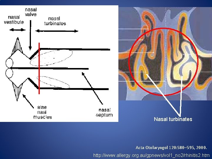 Nasal turbinates Acta Otolaryngol 120 580 595 2000