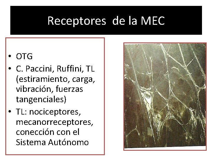 PERSPECTIVA MIOFASCIAL GEOMETRIA BIOLOGICA DEL CUERPO SISTEMA CONTINUO