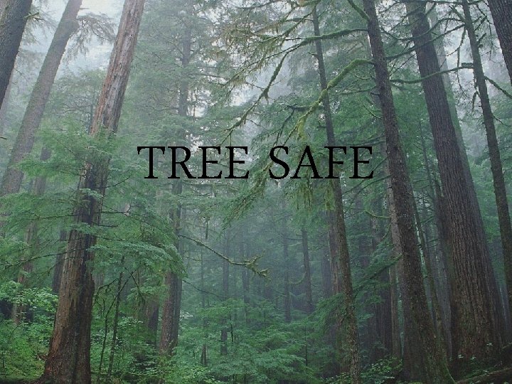 TREE SAFE Introduction According to the United Nations