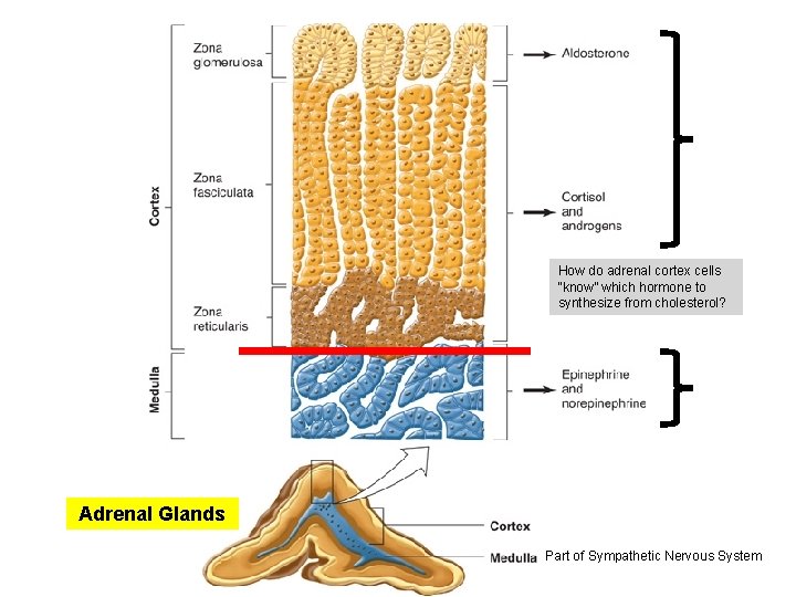 Friday 16 September Chapter 11 The Endocrine System