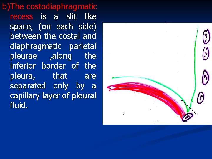 The thoracic cavity It may be divided into