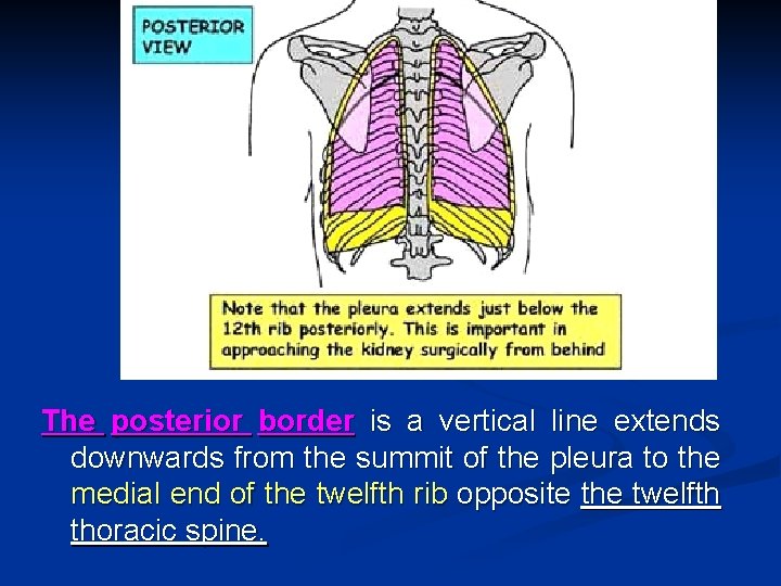 The thoracic cavity It may be divided into
