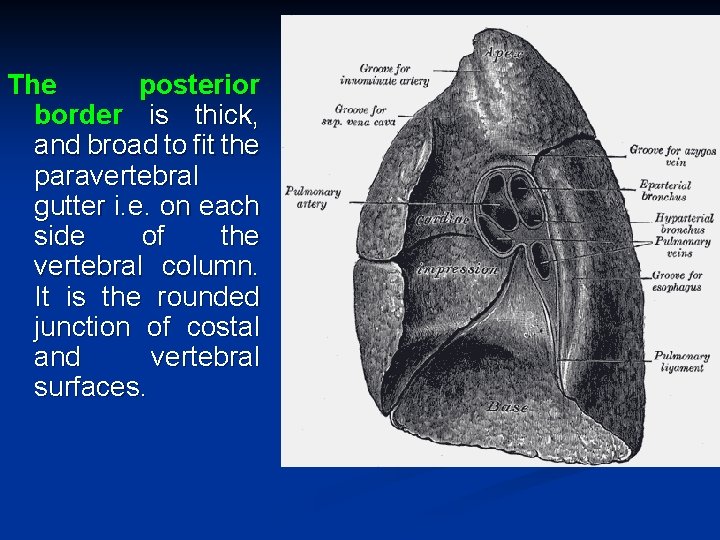 The thoracic cavity It may be divided into