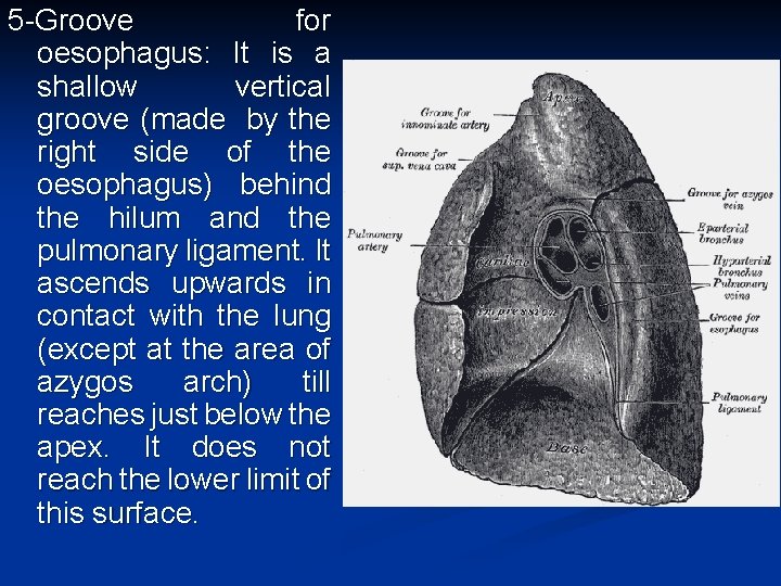 The thoracic cavity It may be divided into