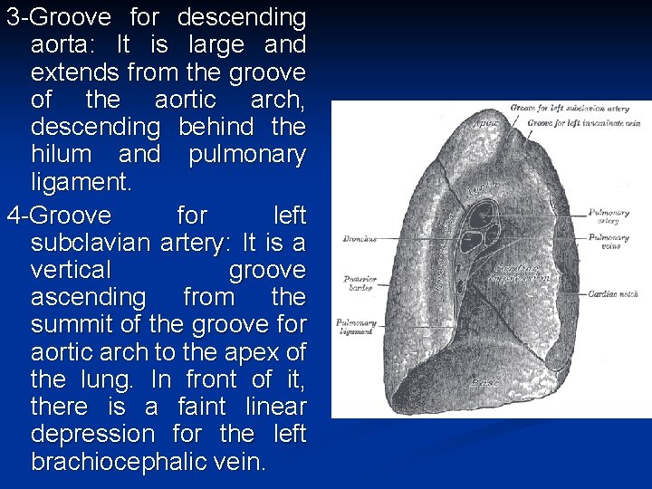 The thoracic cavity It may be divided into