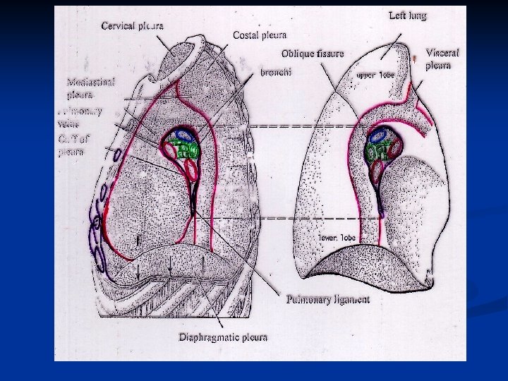 The thoracic cavity It may be divided into