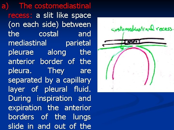 The thoracic cavity It may be divided into