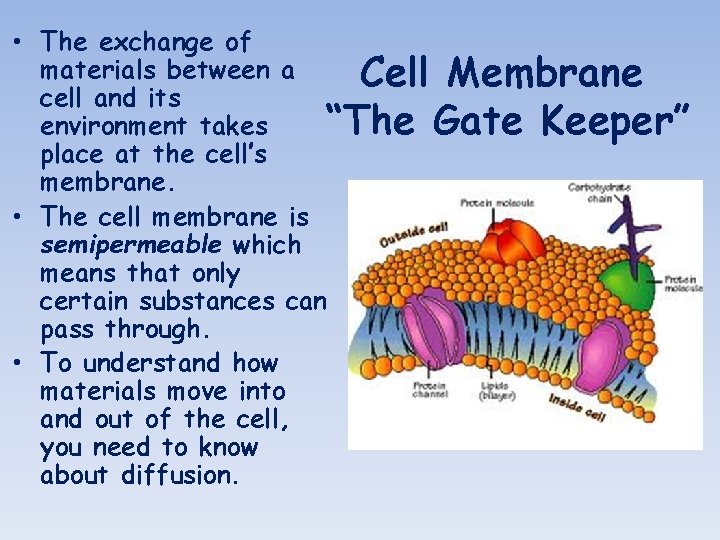 The Cell in Action The exchange of materials